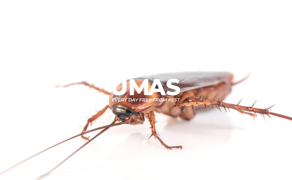 Panduan Praktis Membuat Rumah Bebas dari Hama | Berita | PT. UMAS ...