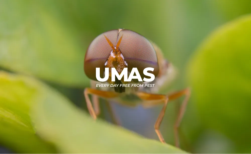 Binatang Hama yang Meresahkan: Ancaman Tersembunyi di sekitar Kita ...