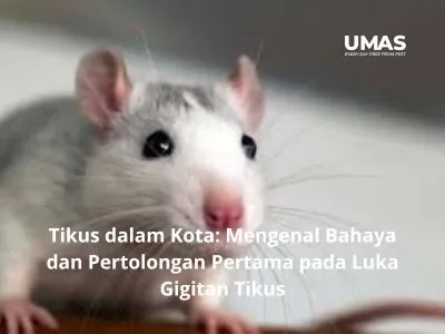 Tikus dalam Kota: Mengenal Bahaya dan Pertolongan Pertama pada Luka ...