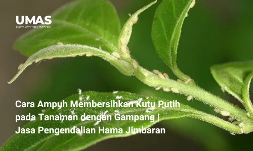 Cara Ampuh Membersihkan Kutu Putih pada Tanaman dengan Gampang | Jasa ...